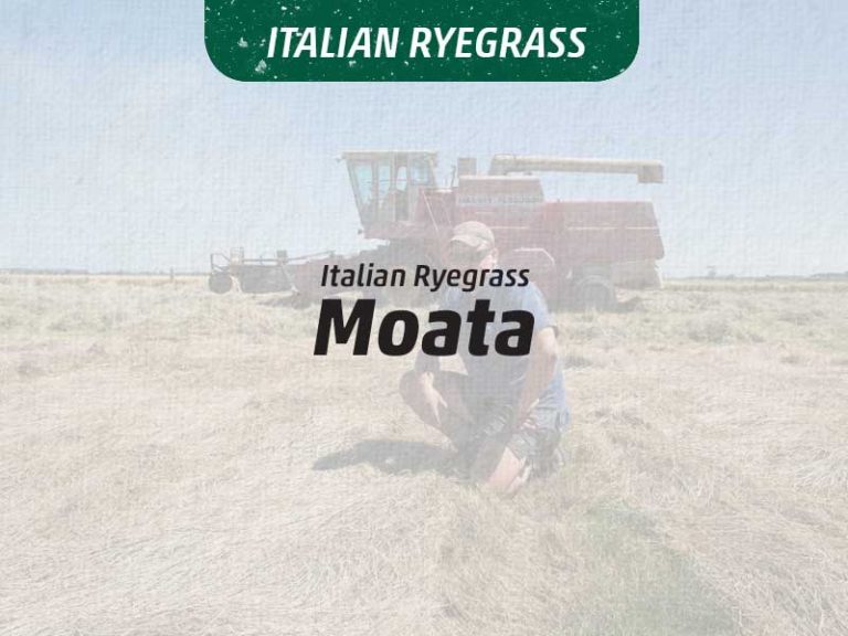 Moata Italian Ryegrass – Luisetti Seeds NZ